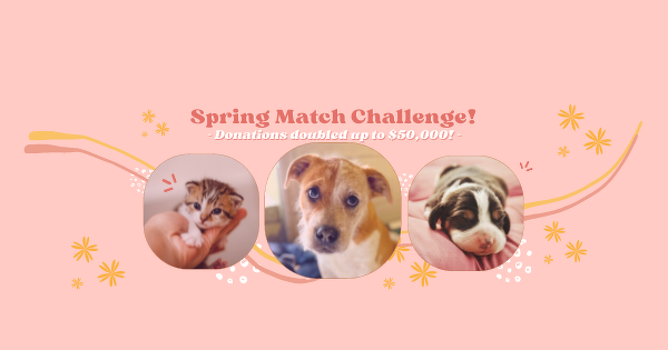 Spring Match Challenge!